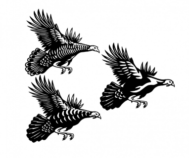 Animals-Nature - Steven Noble